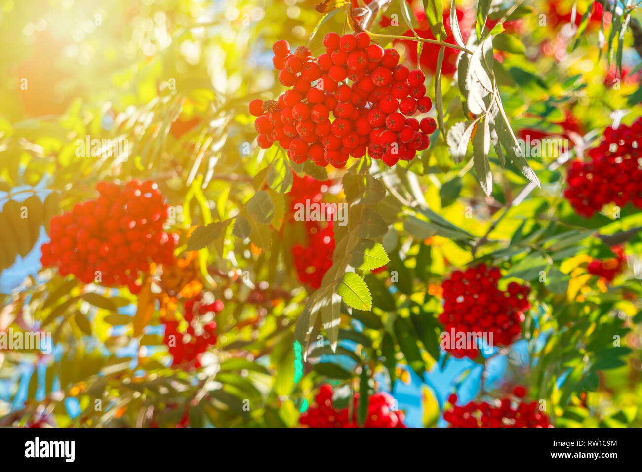 Orange hawthorn bunch under the sunlight. Hawthorn is a curative plant ...