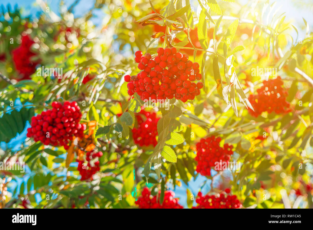 Orange hawthorn bunch under the sunlight. Hawthorn is a curative plant ...