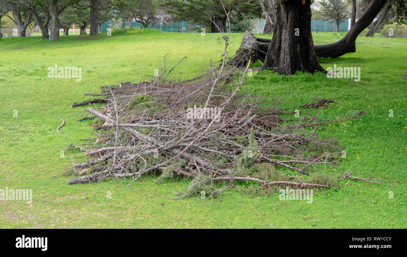 Pile of dead branches hi-res stock photography and images - Alamy