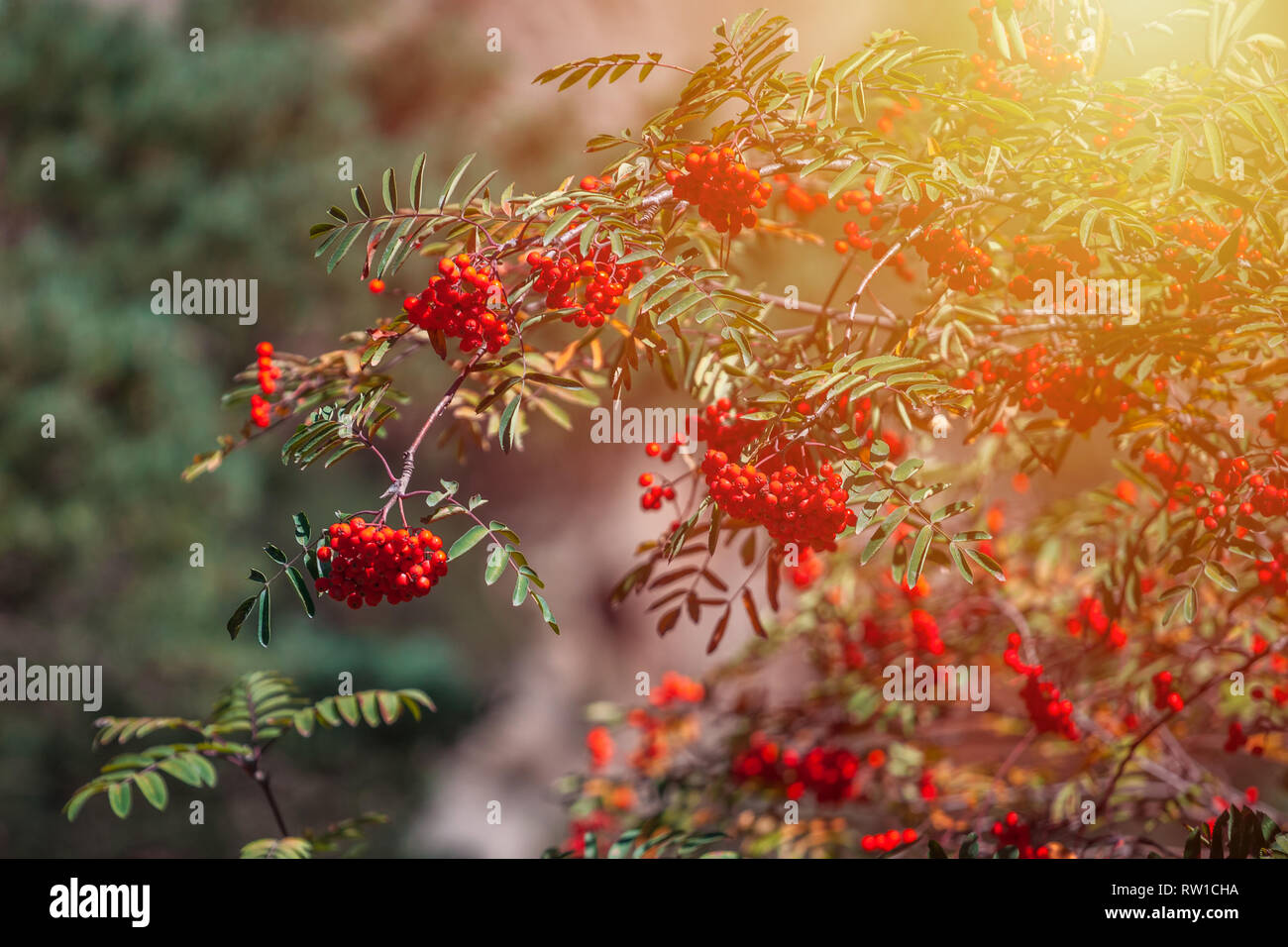 Orange hawthorn bunch under the sunlight. Hawthorn is a curative plant ...