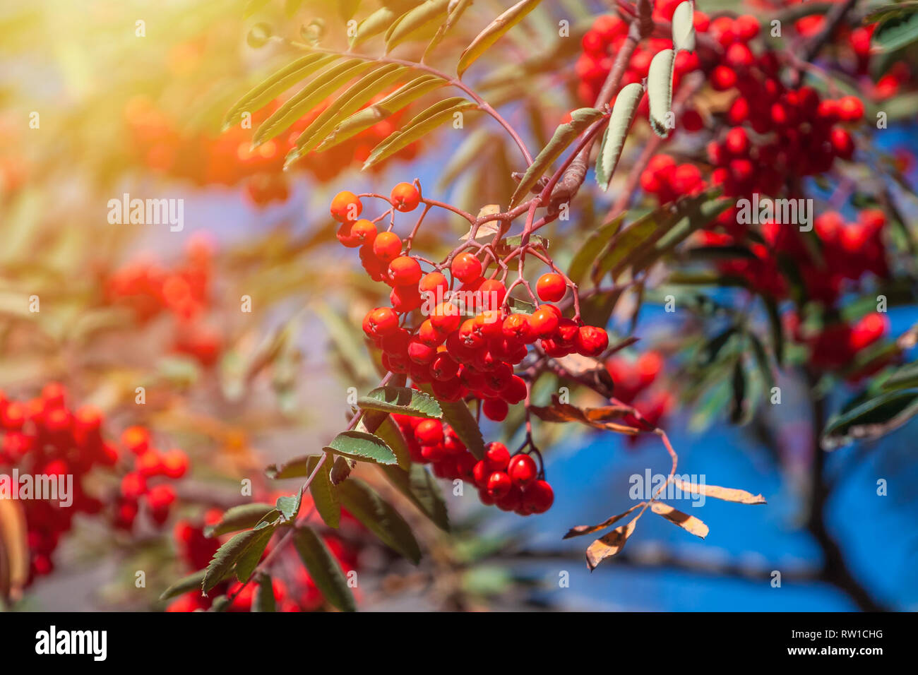 Orange hawthorn bunch under the sunlight. Hawthorn is a curative plant ...