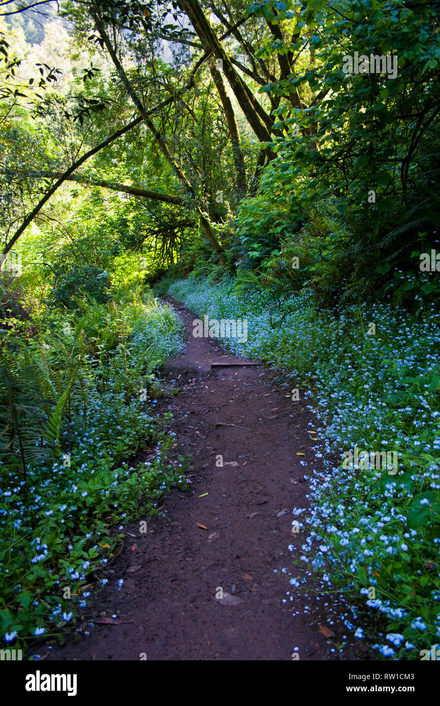 Path in the leafy woods of Muir, California Stock Photo - Alamy