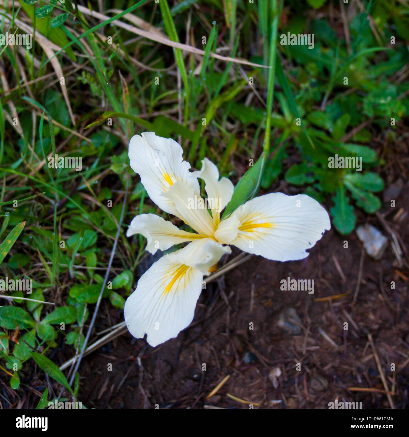 Beautiful spring yellow california flowers hi-res stock photography and ...