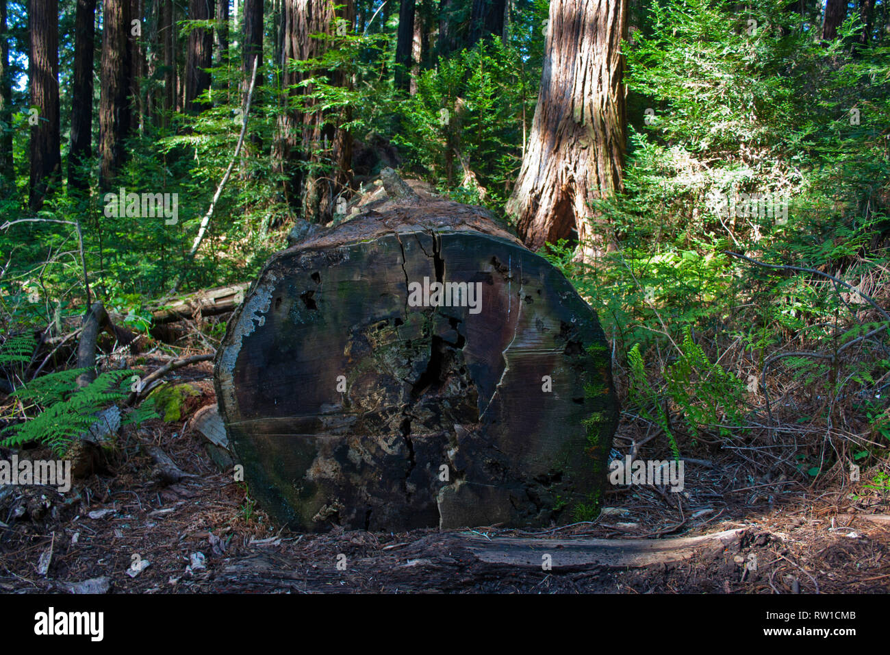 Single trunk in the redwoods of Muir Woods, California Stock Photo - Alamy
