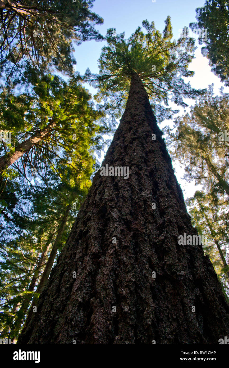 Redwood tree california looking up hi-res stock photography and images ...