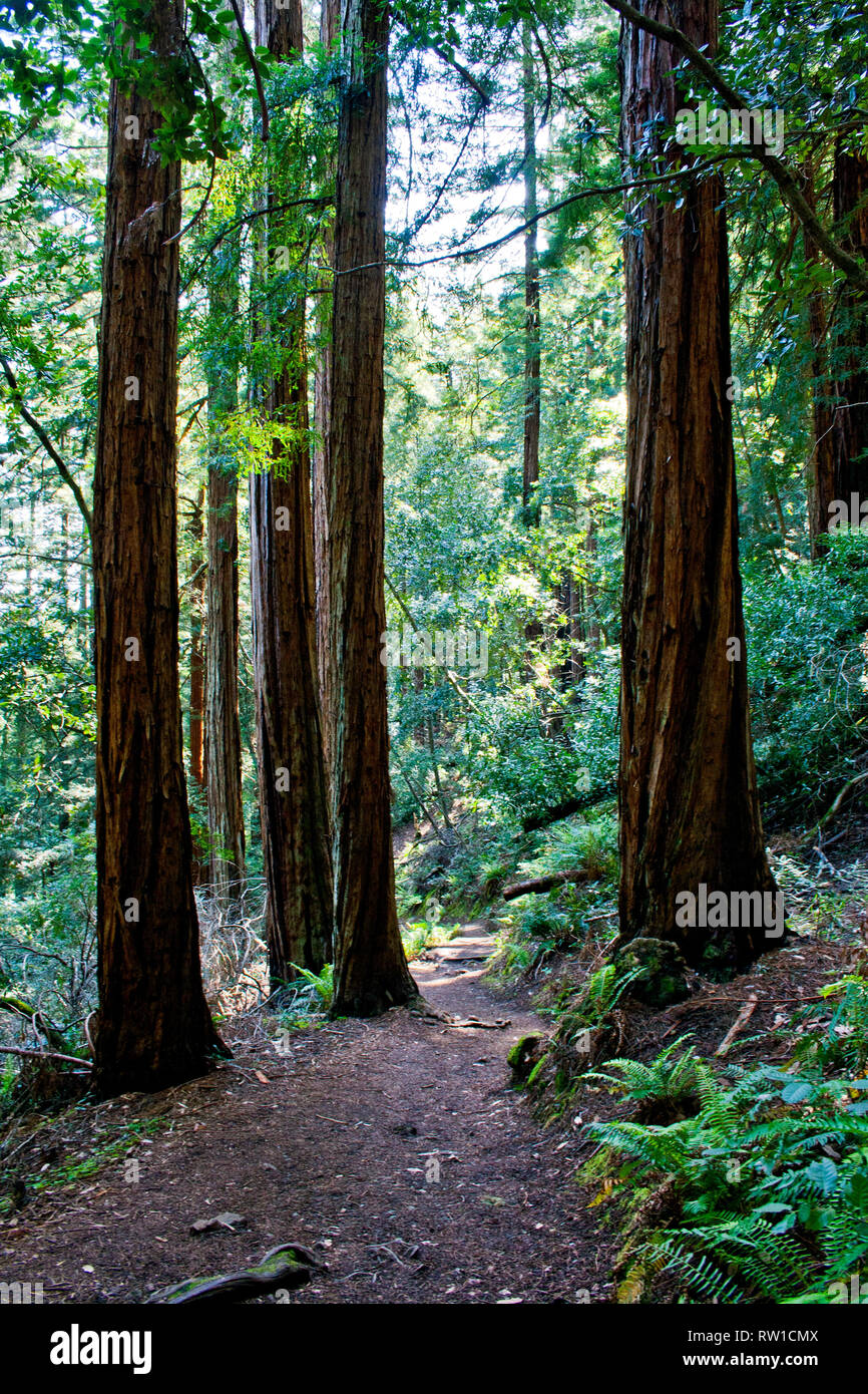 Sequoia trees in the redwoods of Muir Woods, California Stock Photo - Alamy