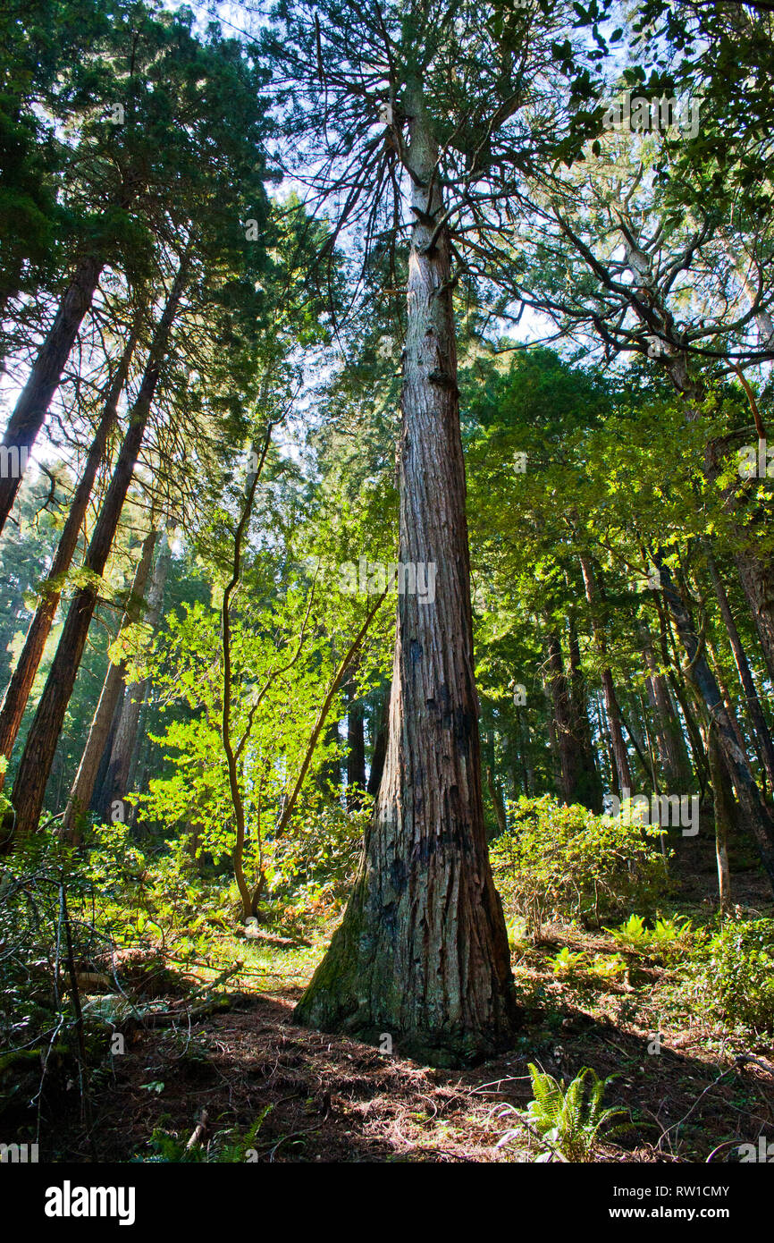 Sequoia trees in the redwoods of Muir Woods, California Stock Photo - Alamy