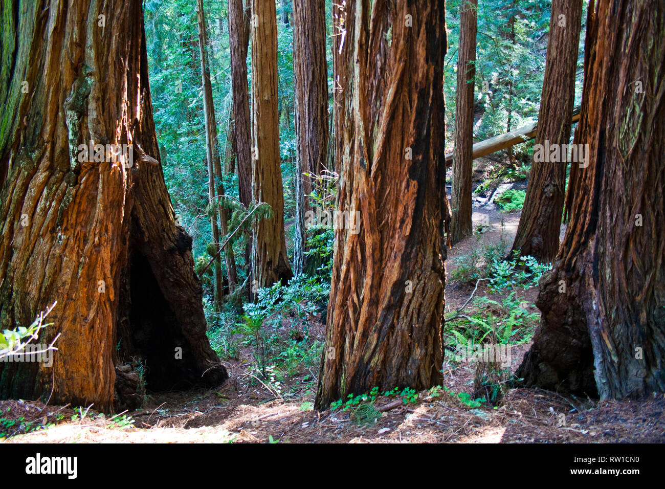 Sequoia trees in the redwoods of Muir Woods, California Stock Photo - Alamy