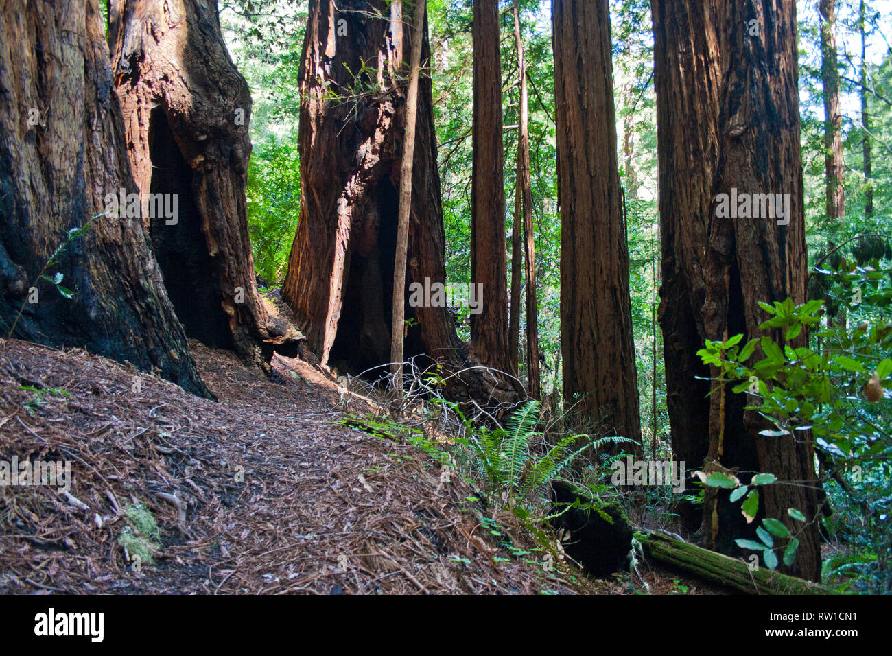 California sequoias branches hi-res stock photography and images - Alamy