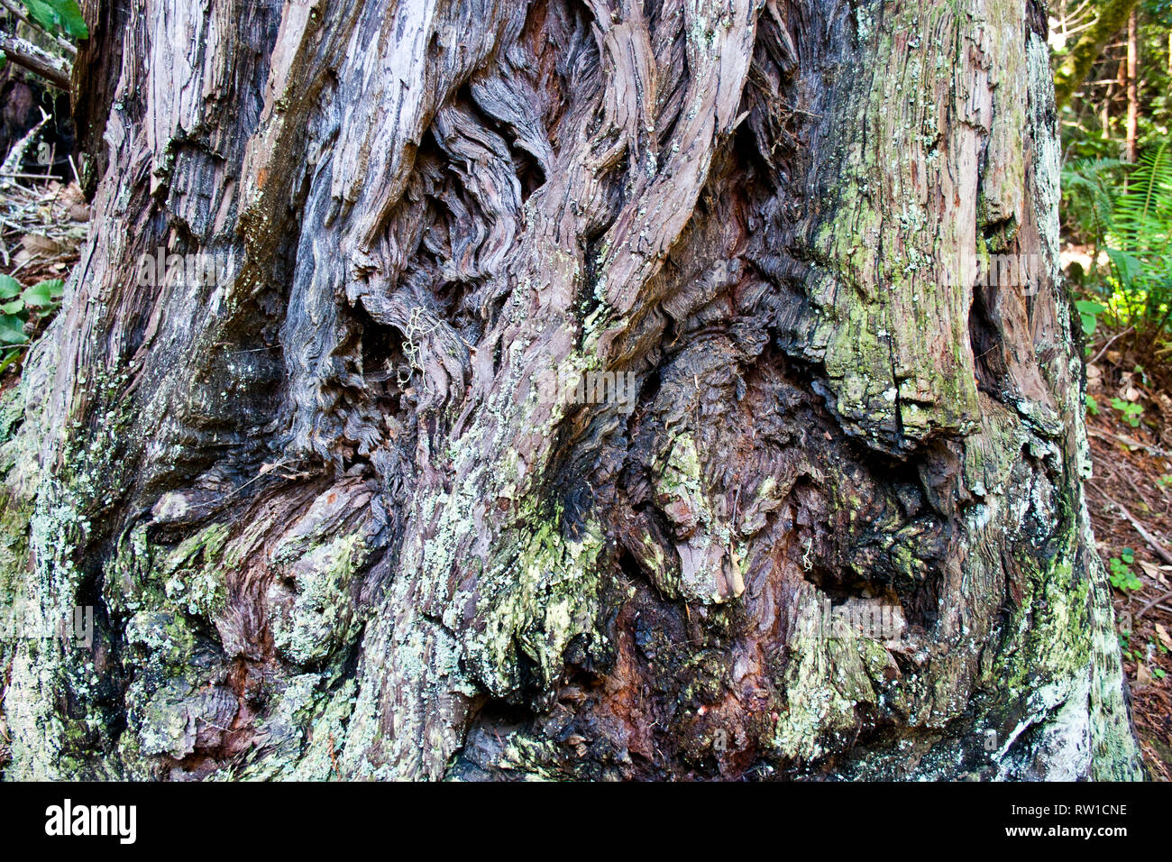 Tree trunk texture in Muir Woods, California Stock Photo - Alamy