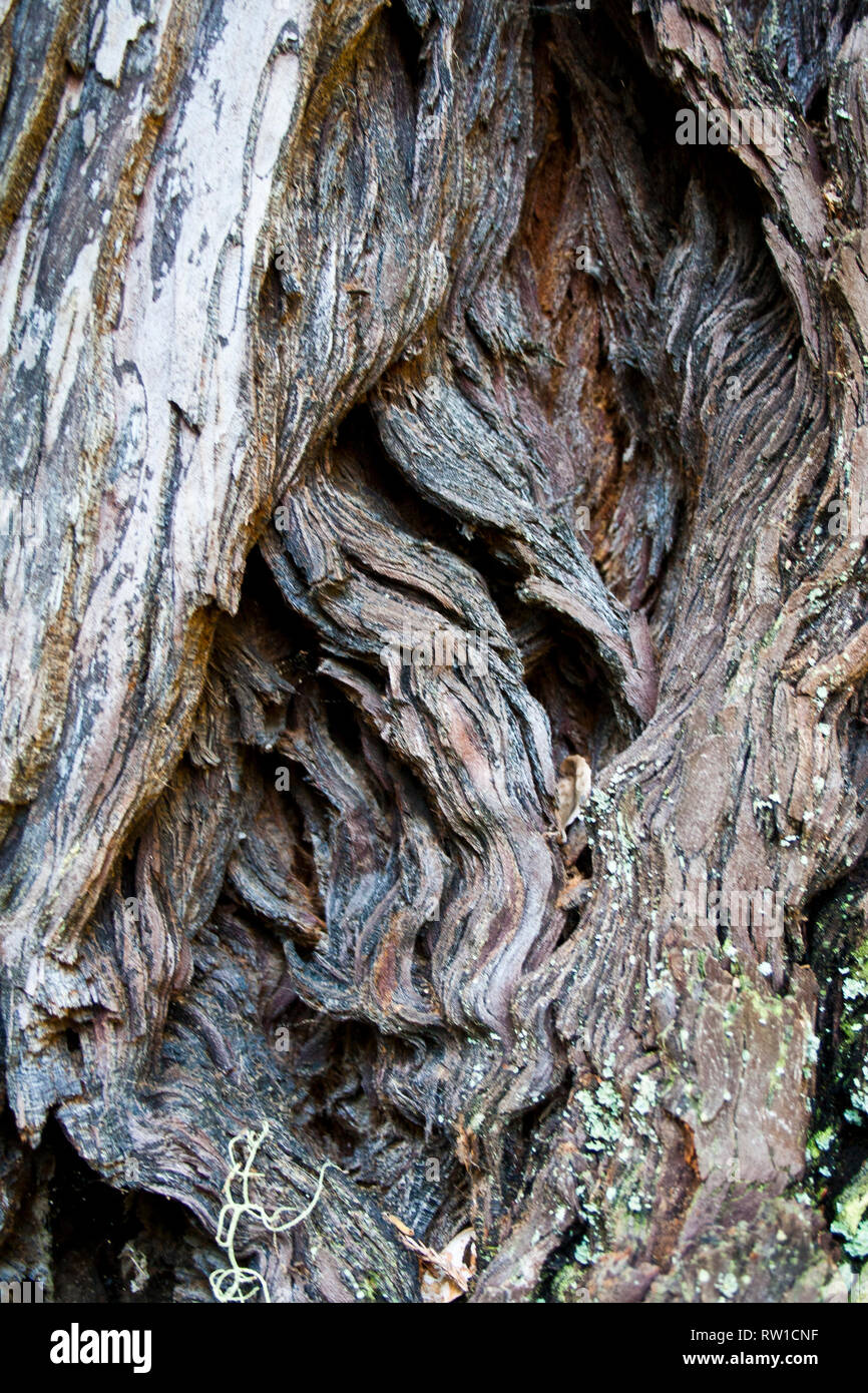 Tree trunk texture in Muir Woods, California Stock Photo - Alamy