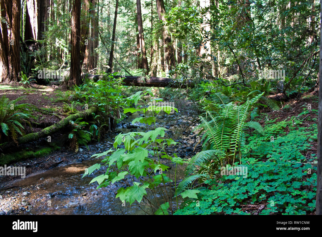 Woods and forests hi-res stock photography and images - Alamy