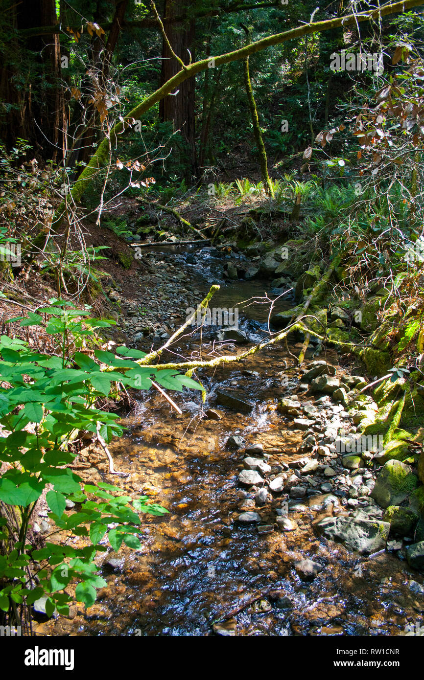 Woods and forests hi-res stock photography and images - Alamy