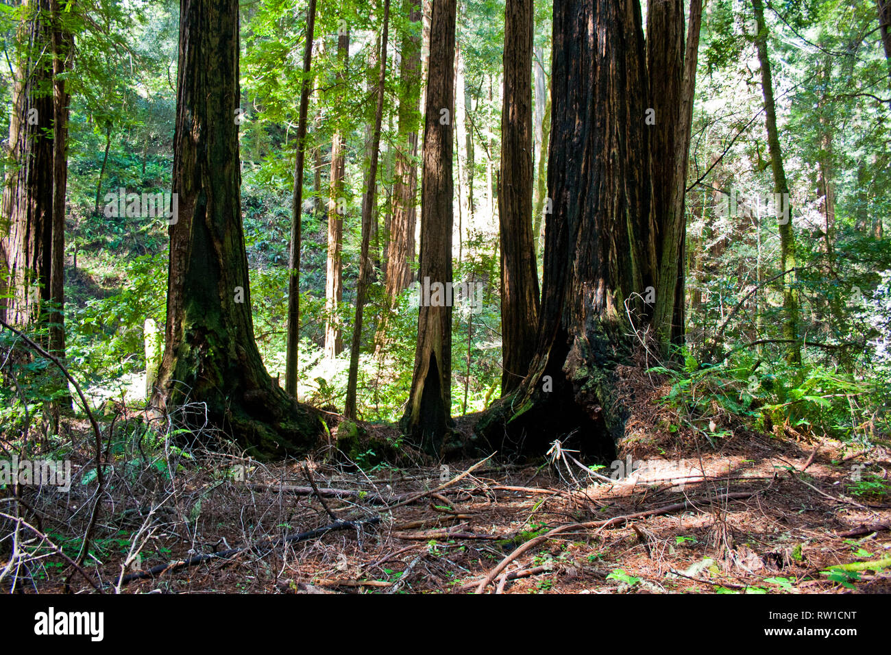 Sequoia trees in the redwoods of Muir Woods, California Stock Photo - Alamy