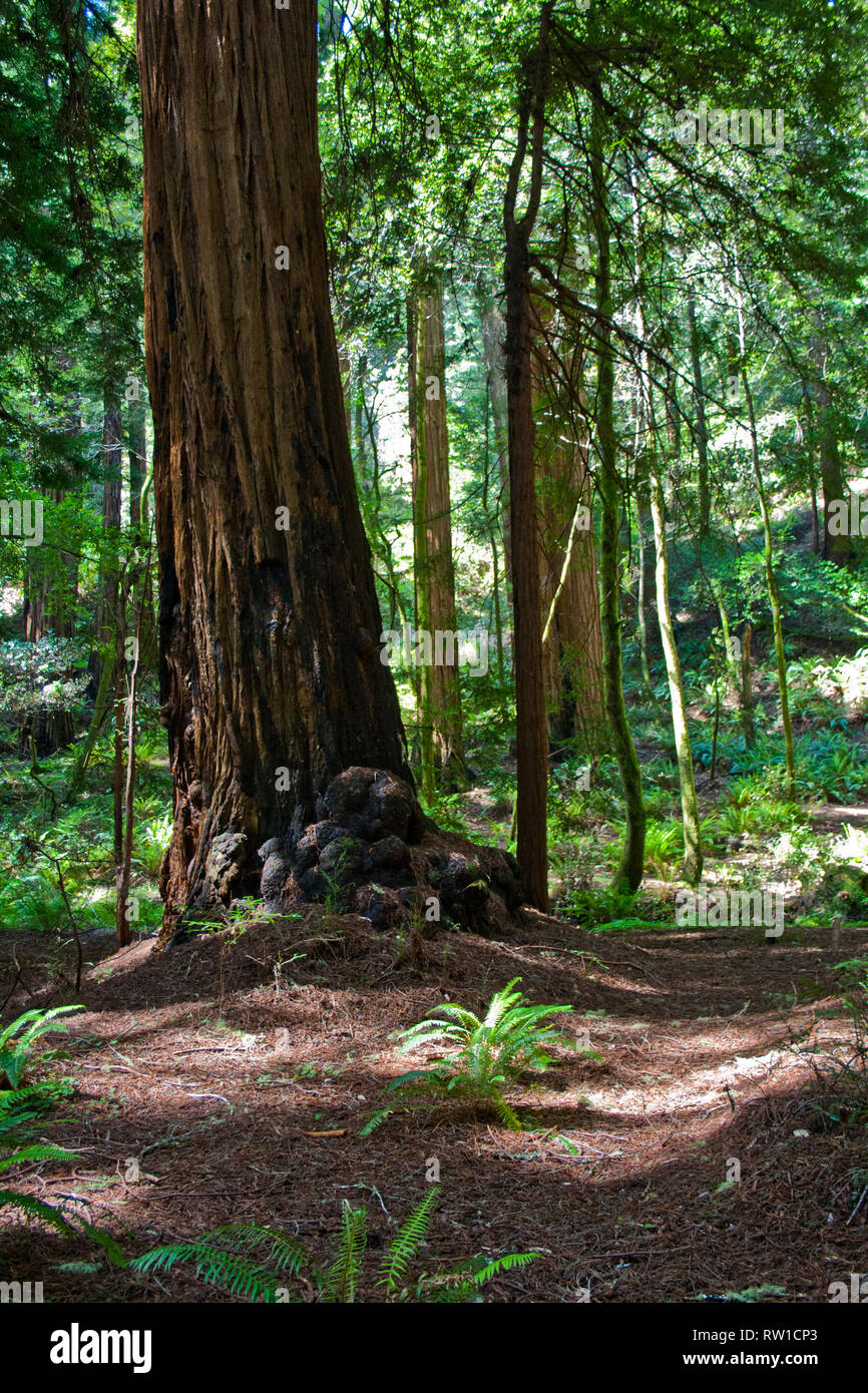 Sequoia trees in the redwoods of Muir Woods, California Stock Photo - Alamy