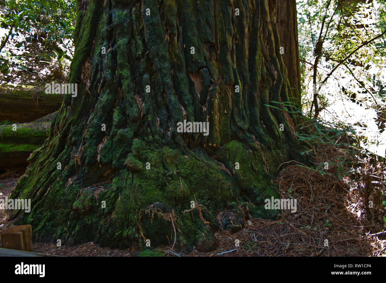 California sequoias ancient hi-res stock photography and images - Alamy