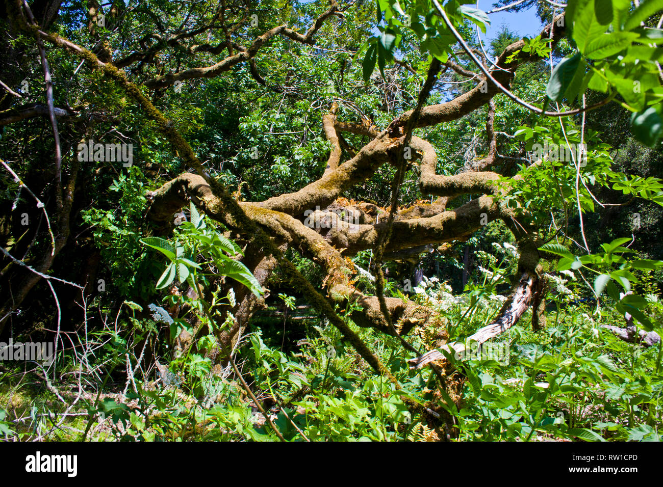 Twisted tree in Muir Woods, California Stock Photo - Alamy