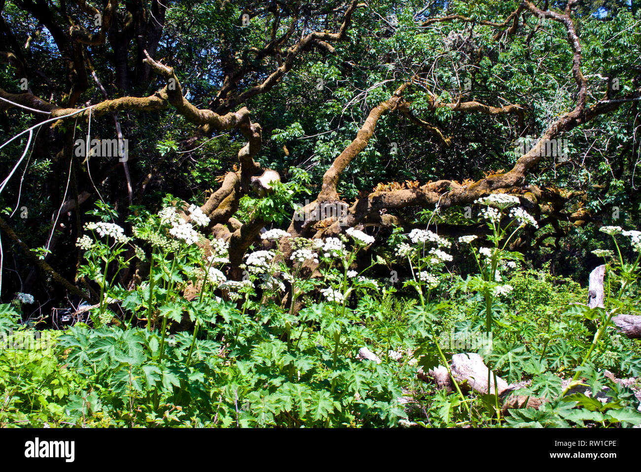 Shrub with twisted leaves hi-res stock photography and images - Alamy