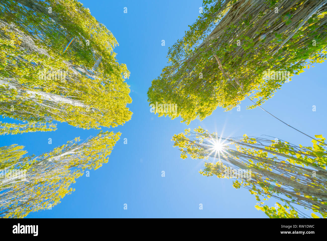 Converging poplar and kowhai trees towering into blue sky and sunshine ...