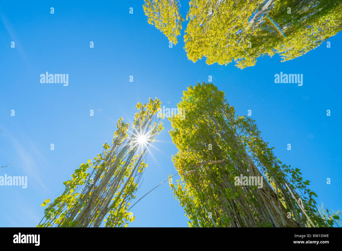 Converging poplar and kowhai trees towering into blue sky and sunshine ...