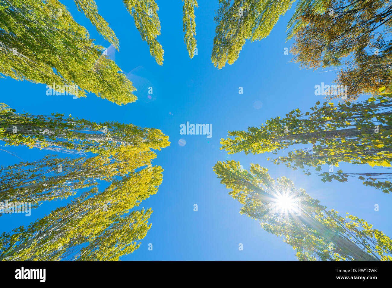 Converging poplar and kowhai trees towering into blue sky and sunshine ...