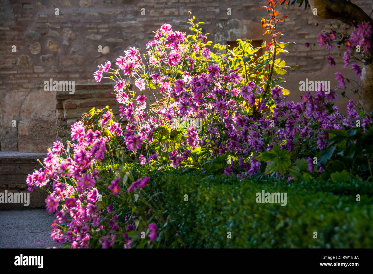 Purple and white flowers backlit by the sun at the Alhambra, Granada ...