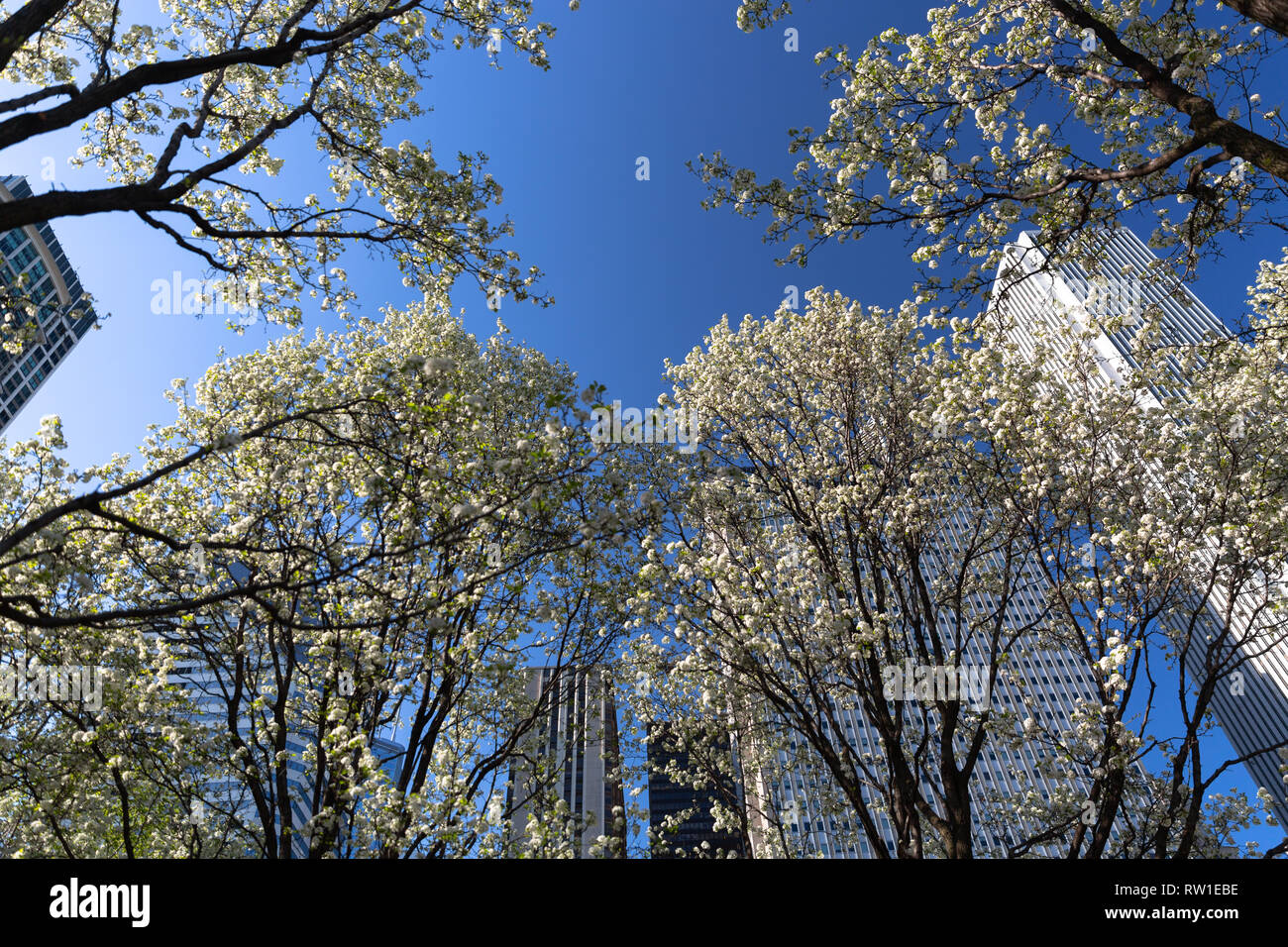 Trees flowering in Millennium Park in the beginning of spring in ...