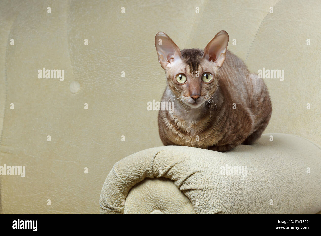Cornish rex cat sitting on the arm chair and looking in camera Stock ...