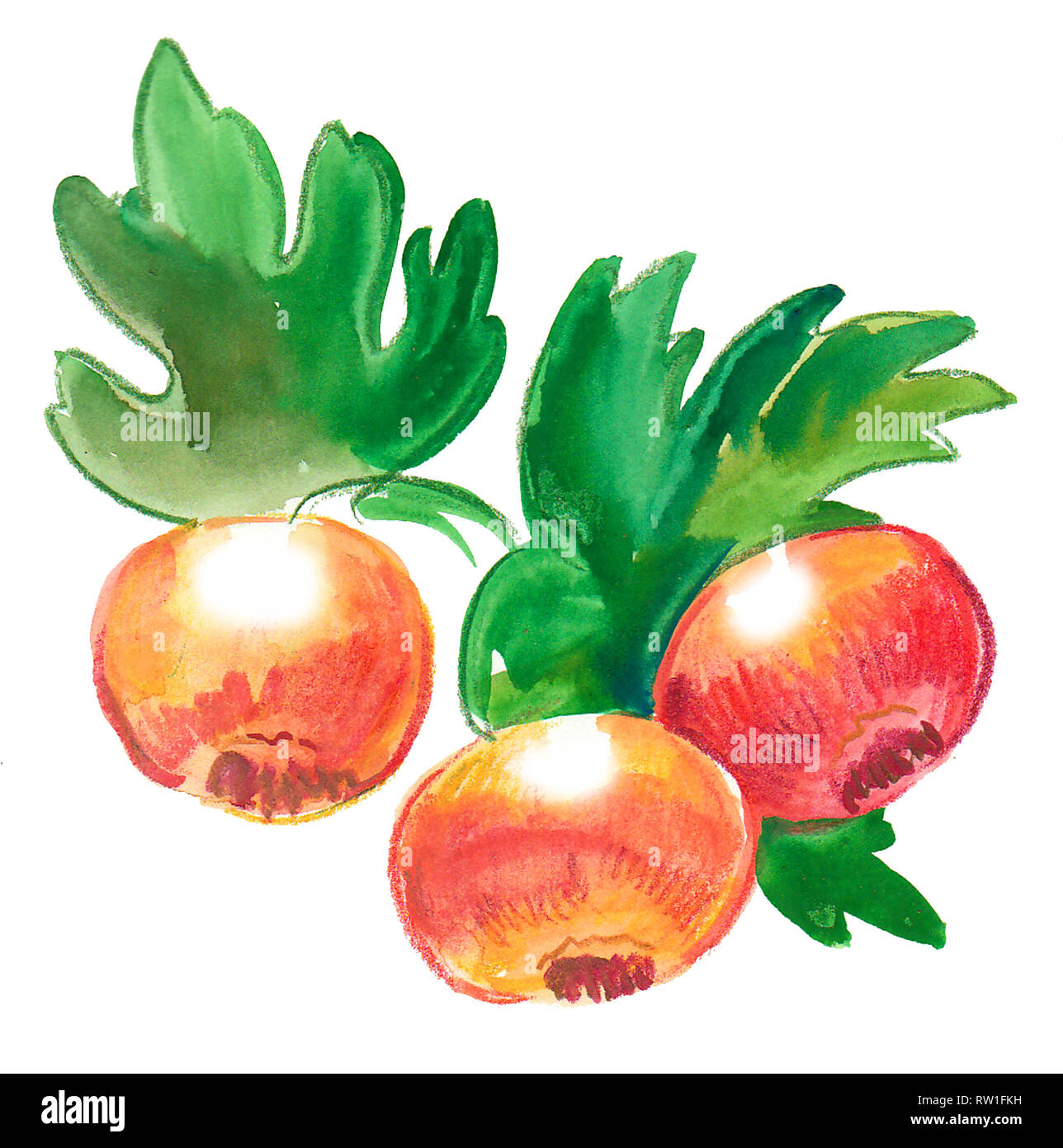Persimmon drawing Cut Out Stock Images & Pictures - Alamy