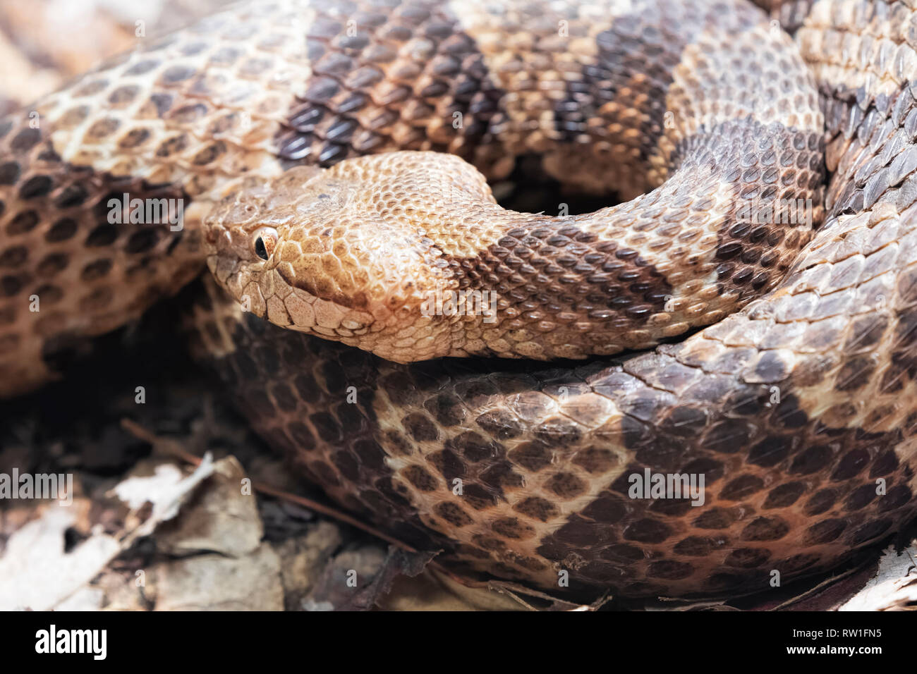 Copperhead snake camouflage hi-res stock photography and images - Alamy
