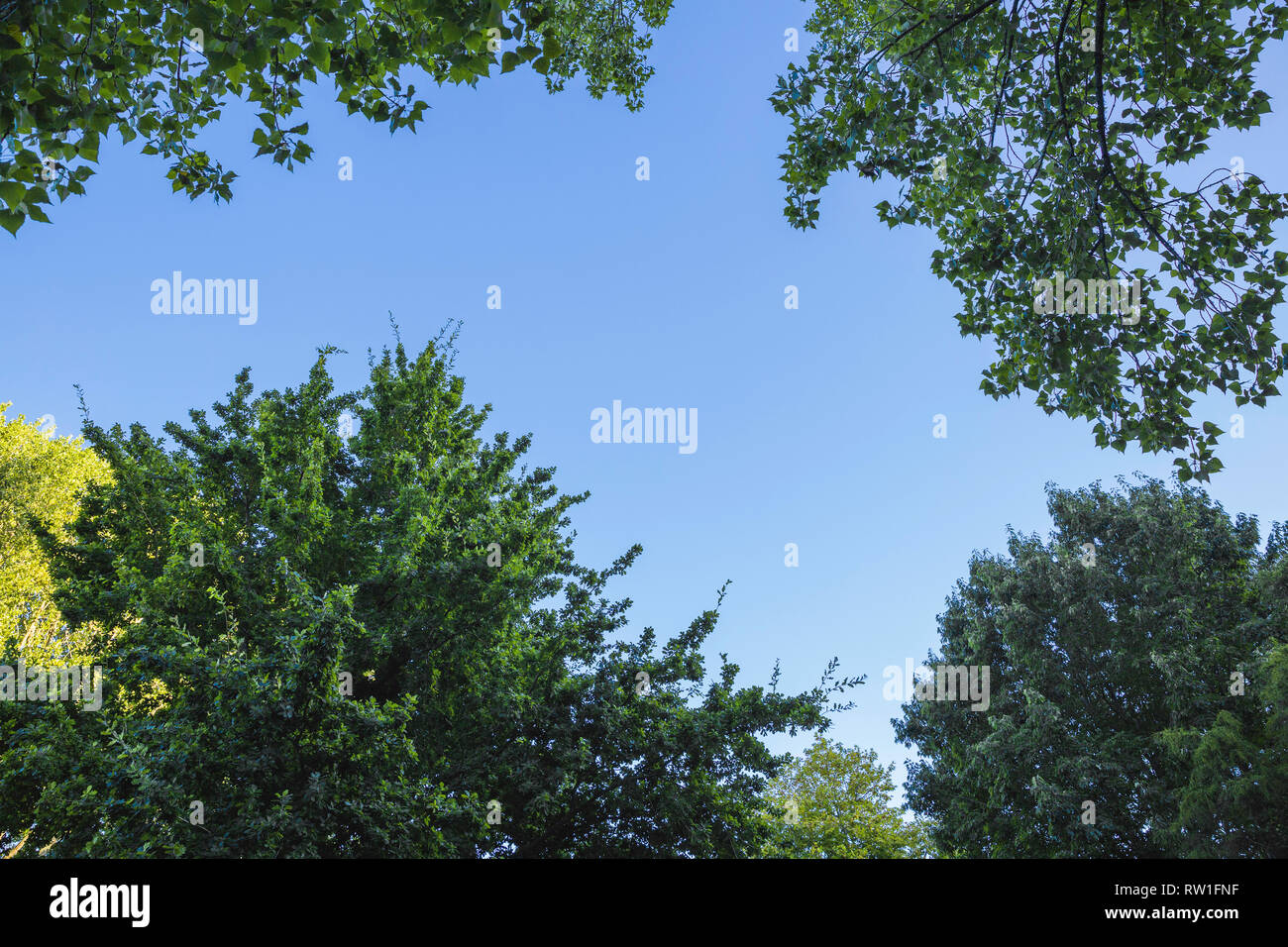 Below tall tree hi-res stock photography and images - Alamy