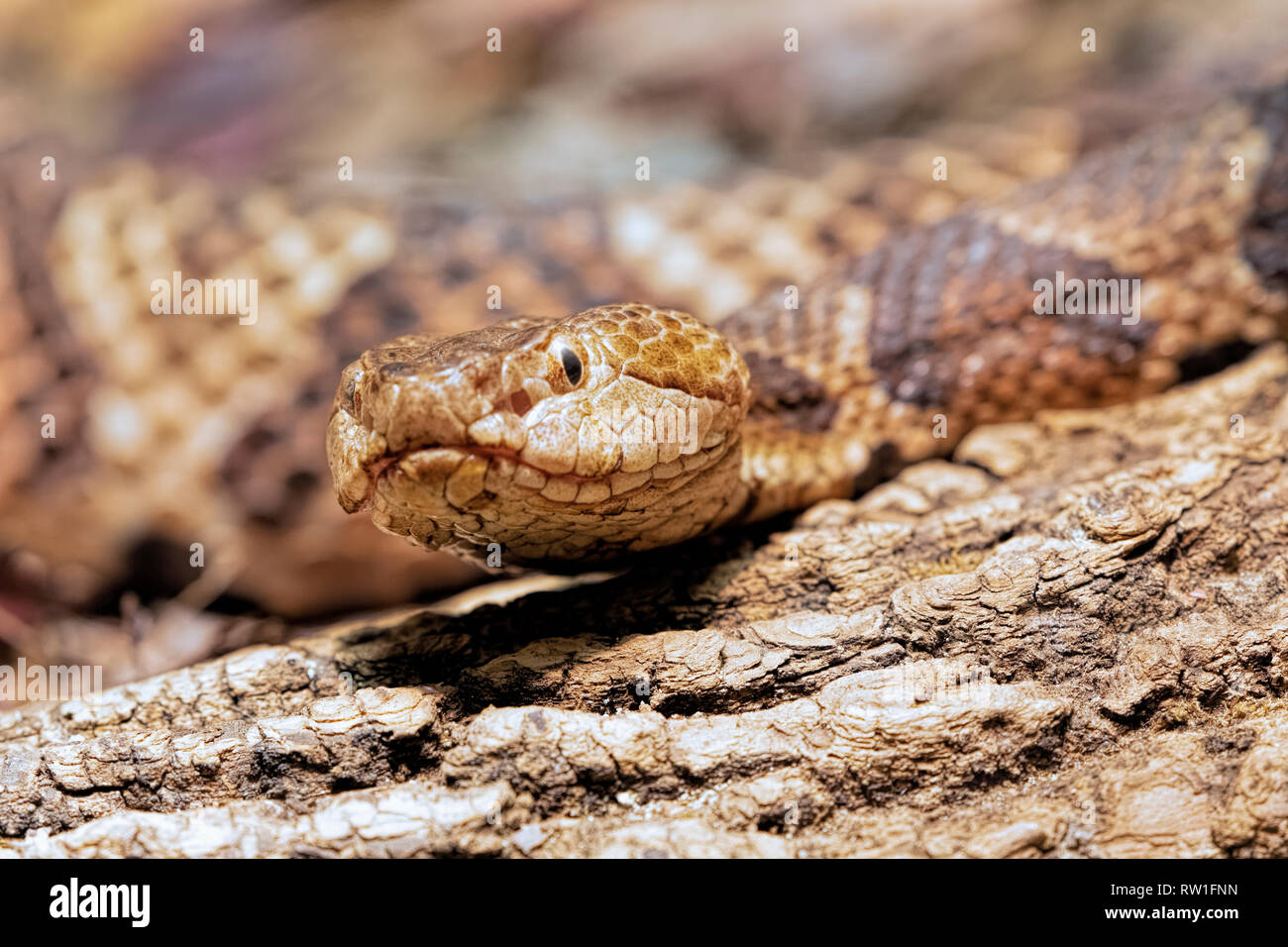 (young or immature) and copperhead hi-res stock photography and images ...