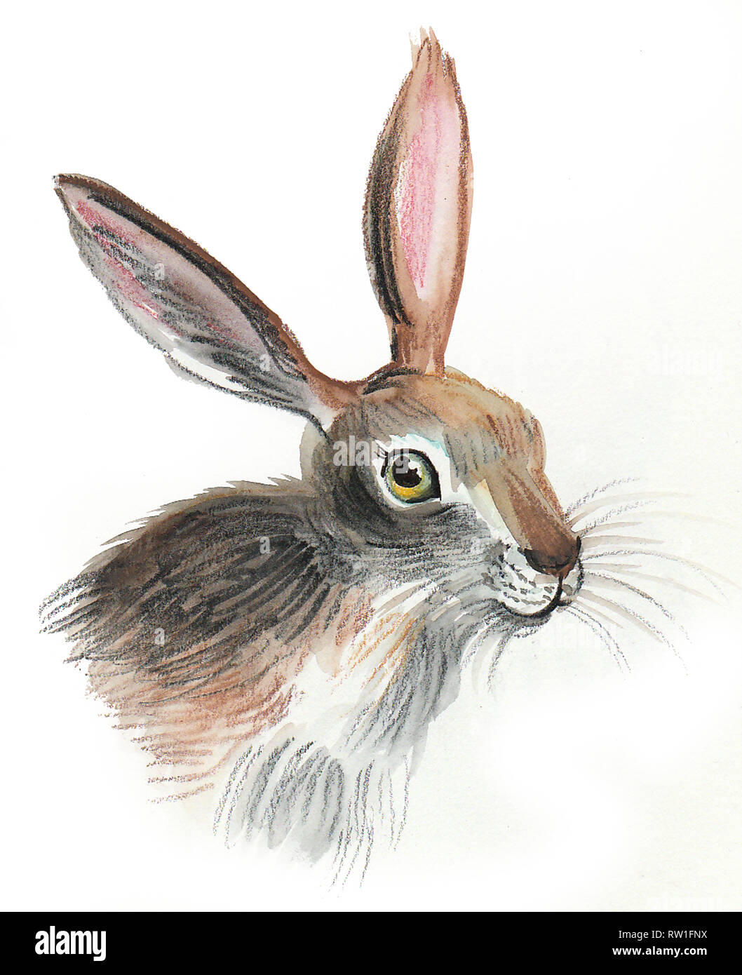 Hare with long ears. Ink and watercolor illustration Stock Photo - Alamy