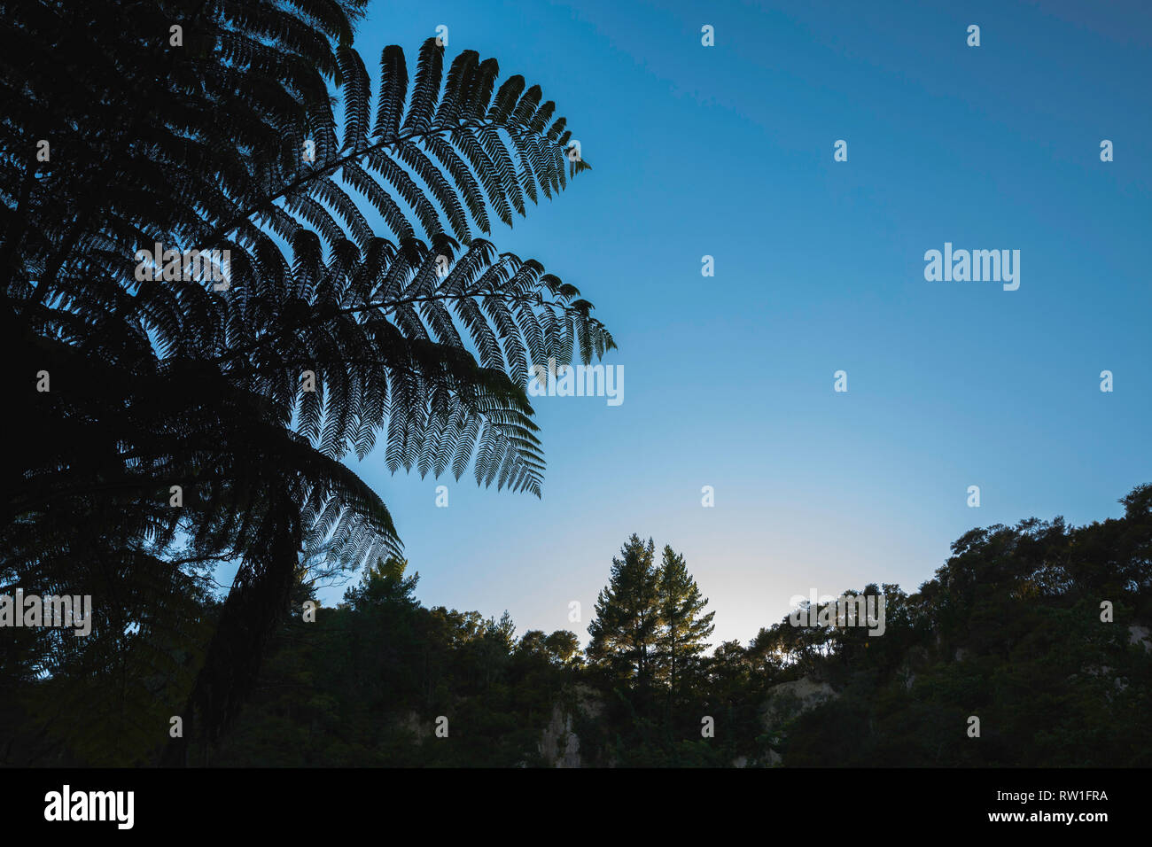 Silhouette of large fern in front of bright blue sunset, New Zealand ...