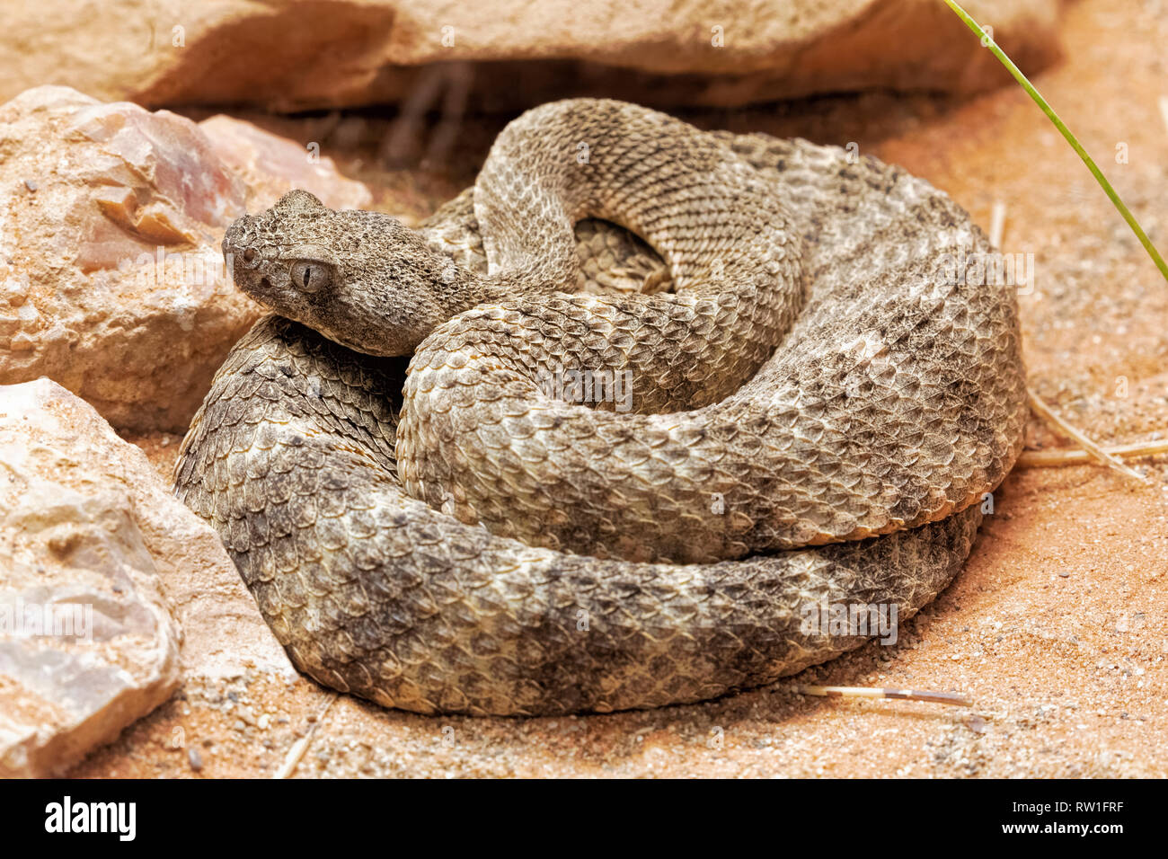 Snake tiger pit viper reptile hi-res stock photography and images - Alamy