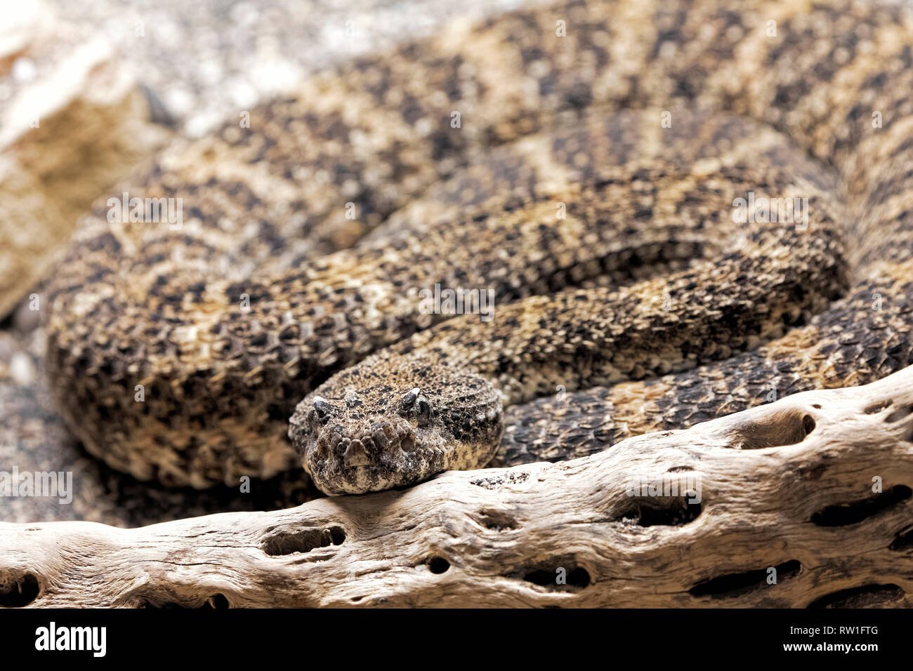 Mexico reptile animal venom venomous poison poisonous hi-res stock ...