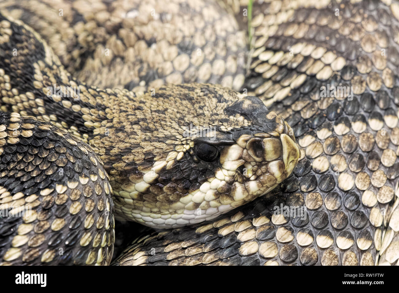 Eastern diamondback rattlesnake hi-res stock photography and images - Alamy