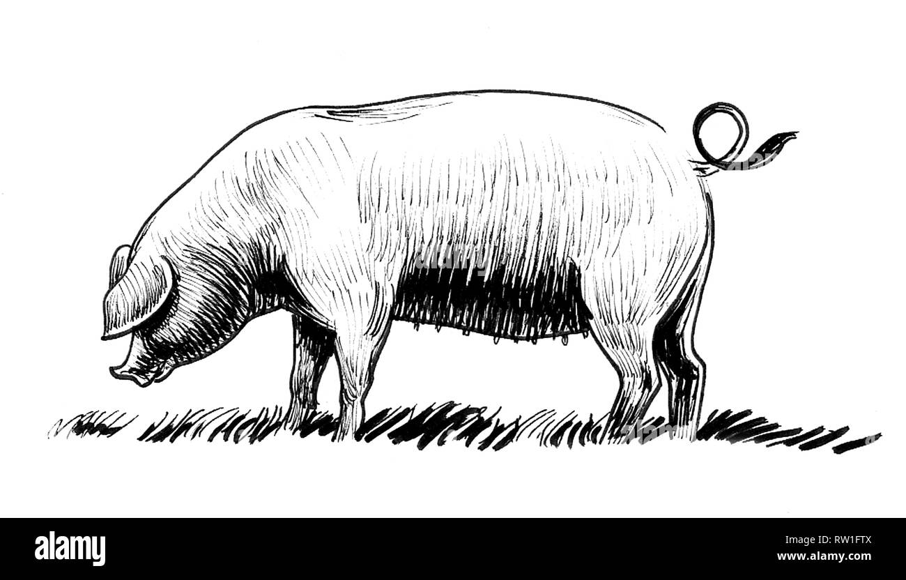 Big female pig. Ink black and white drawing Stock Photo - Alamy