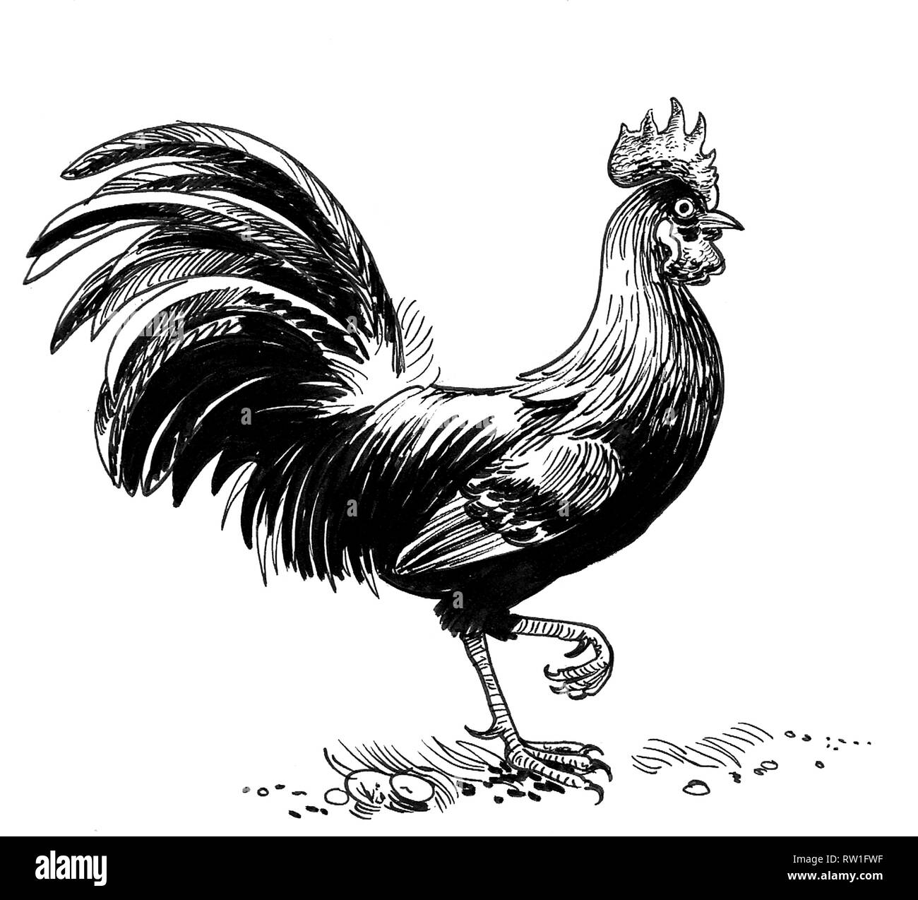 Cool Rooster Drawings
