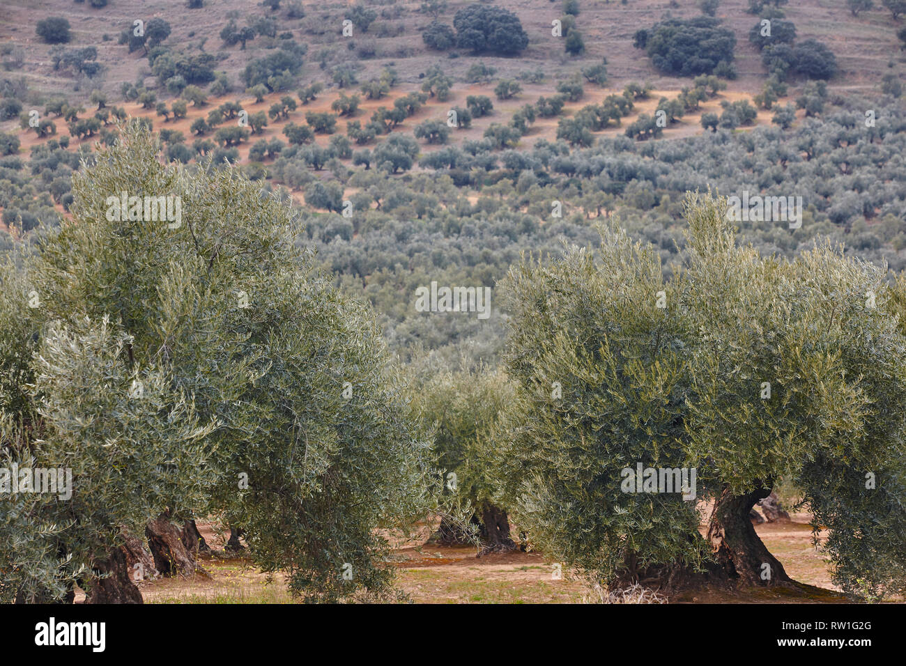 Olive tree fields in Andalusia. Spanish agricultural harvest landscape ...