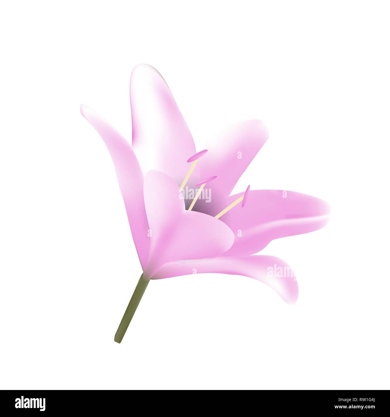 Pink lily. Vector illustration Beautiful flowers bloom Stock Vector ...