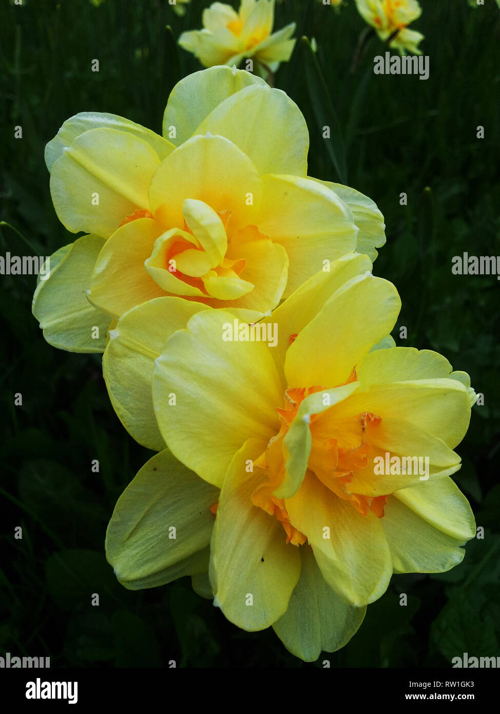 Vibrant daffodils hi-res stock photography and images - Alamy
