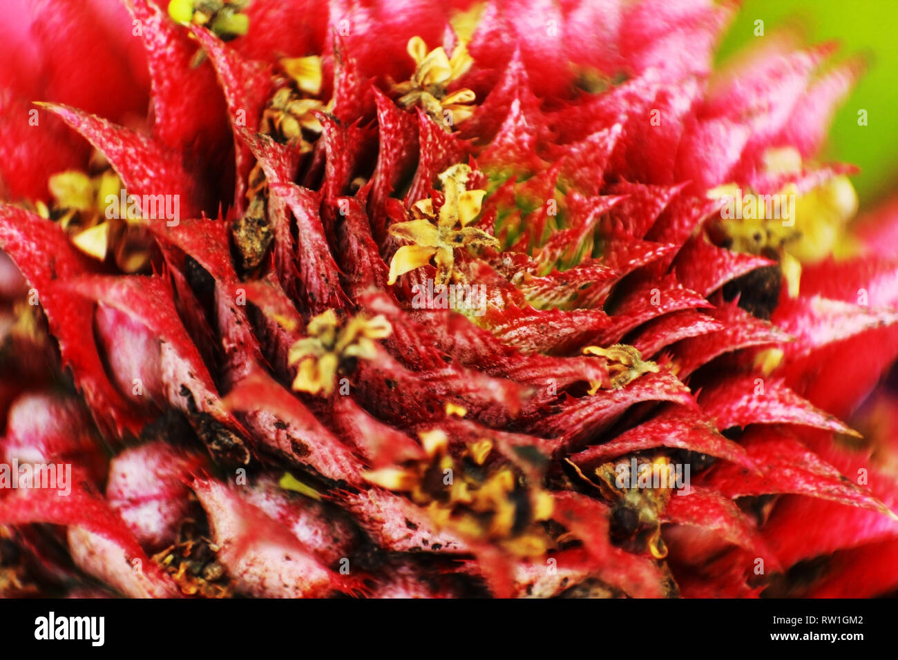 closeup side of a pine apple Stock Photo - Alamy