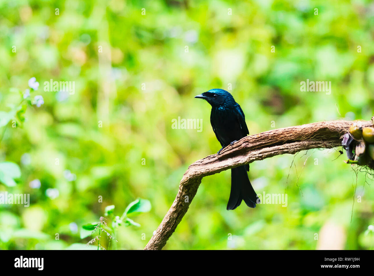 Bronzed drongo, Dicrurus aeneus, Ganeshgudi, Dandeli, Karnataka, India ...