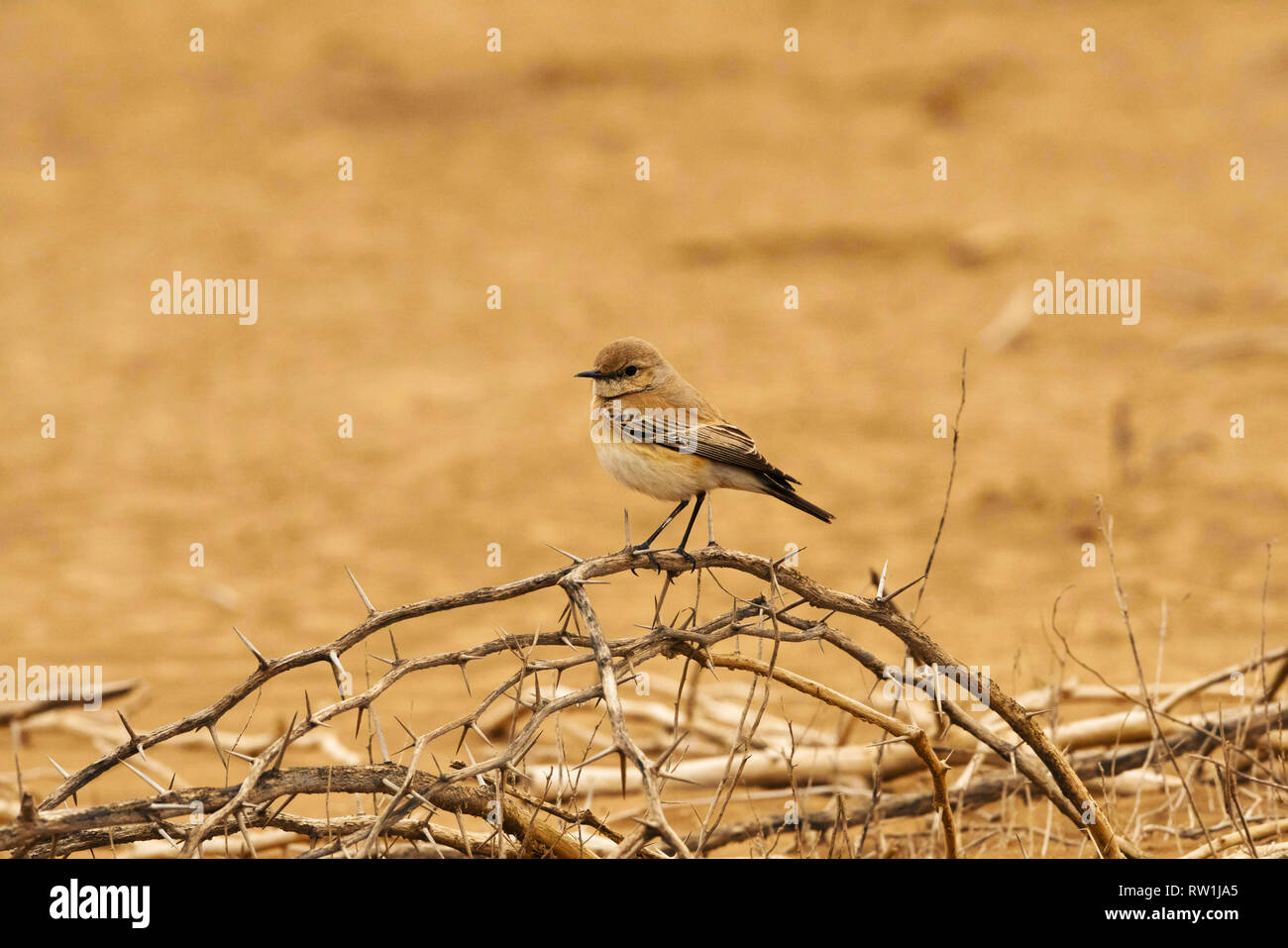 Bahrain national animal hi-res stock photography and images - Alamy