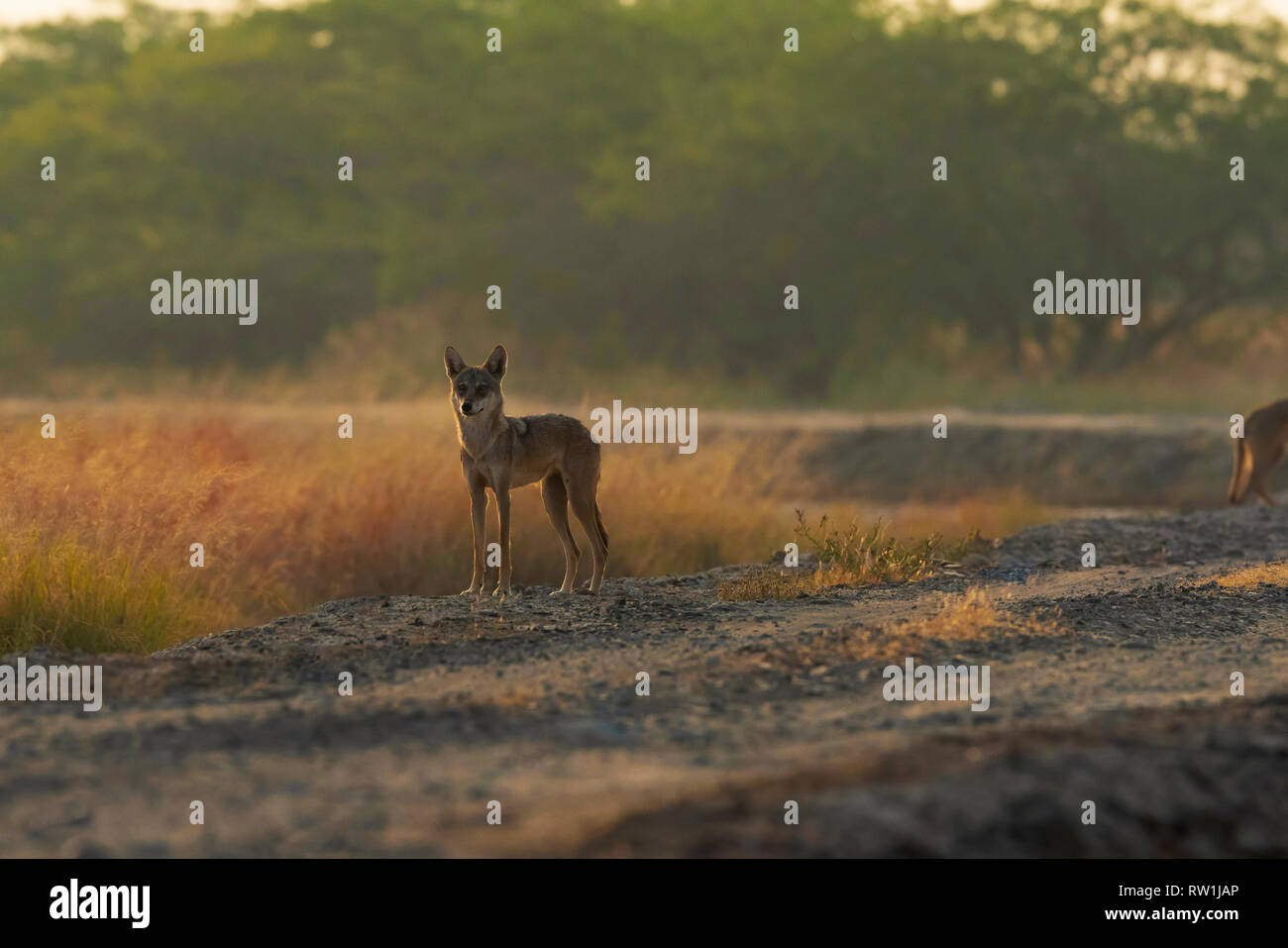 Indian grey wolf, Canis lupus pallipes, Blackbuck National Park ...