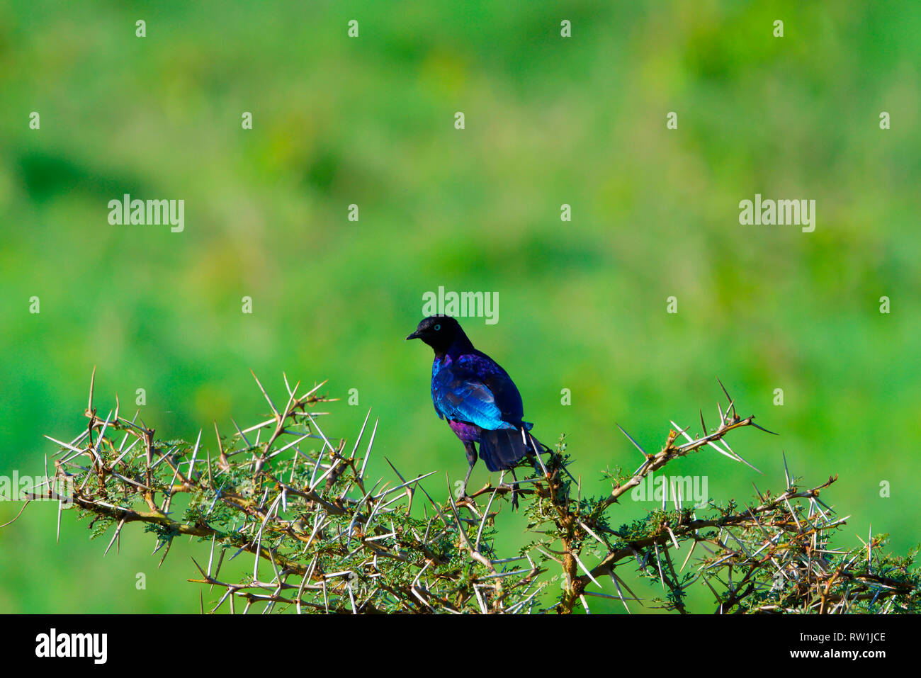 Russet sparrow hi-res stock photography and images - Alamy