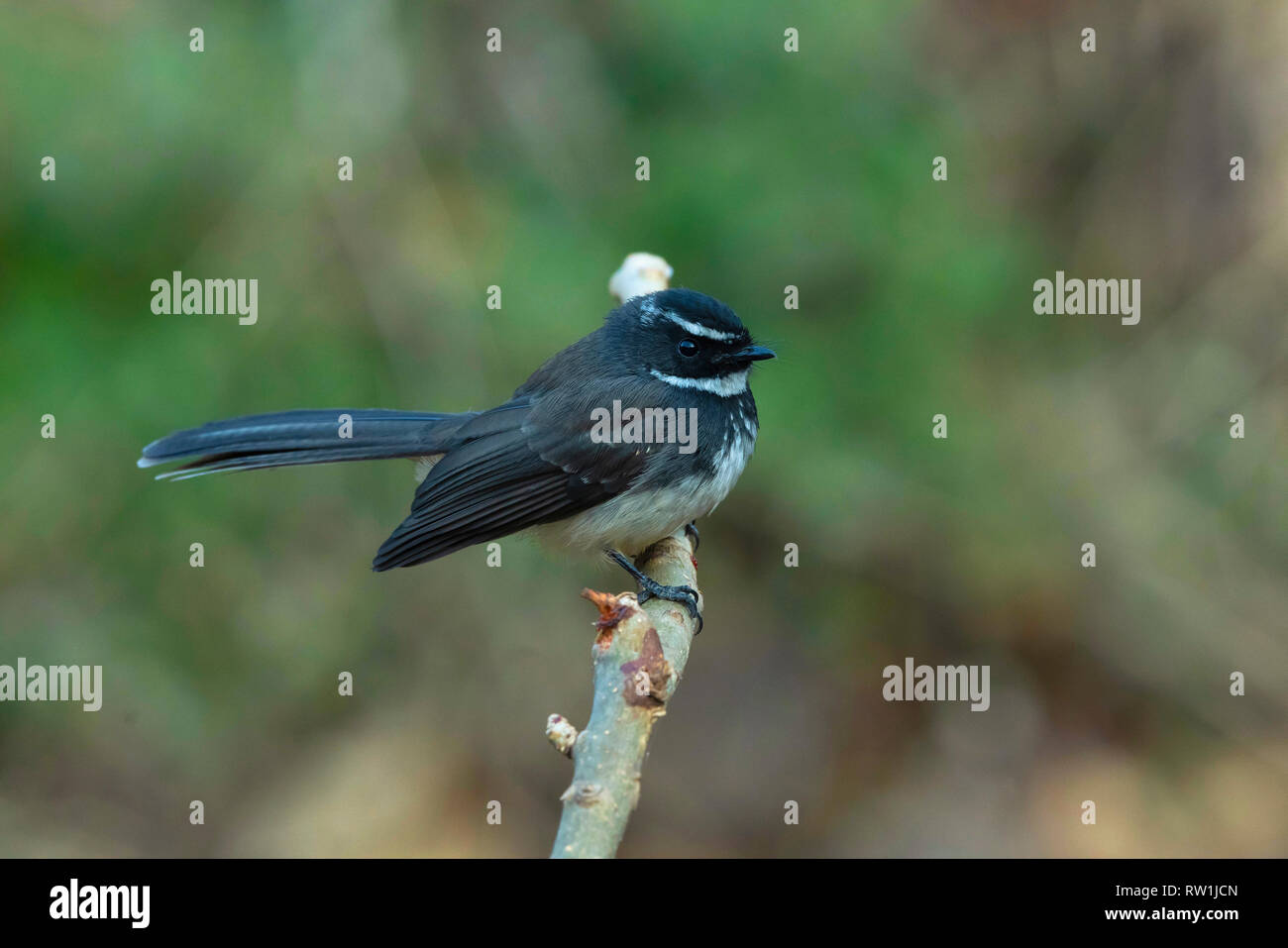 Spotted fantail, Rhipidura perlata, Sinhagad Valley, Pune, Maharashtra ...
