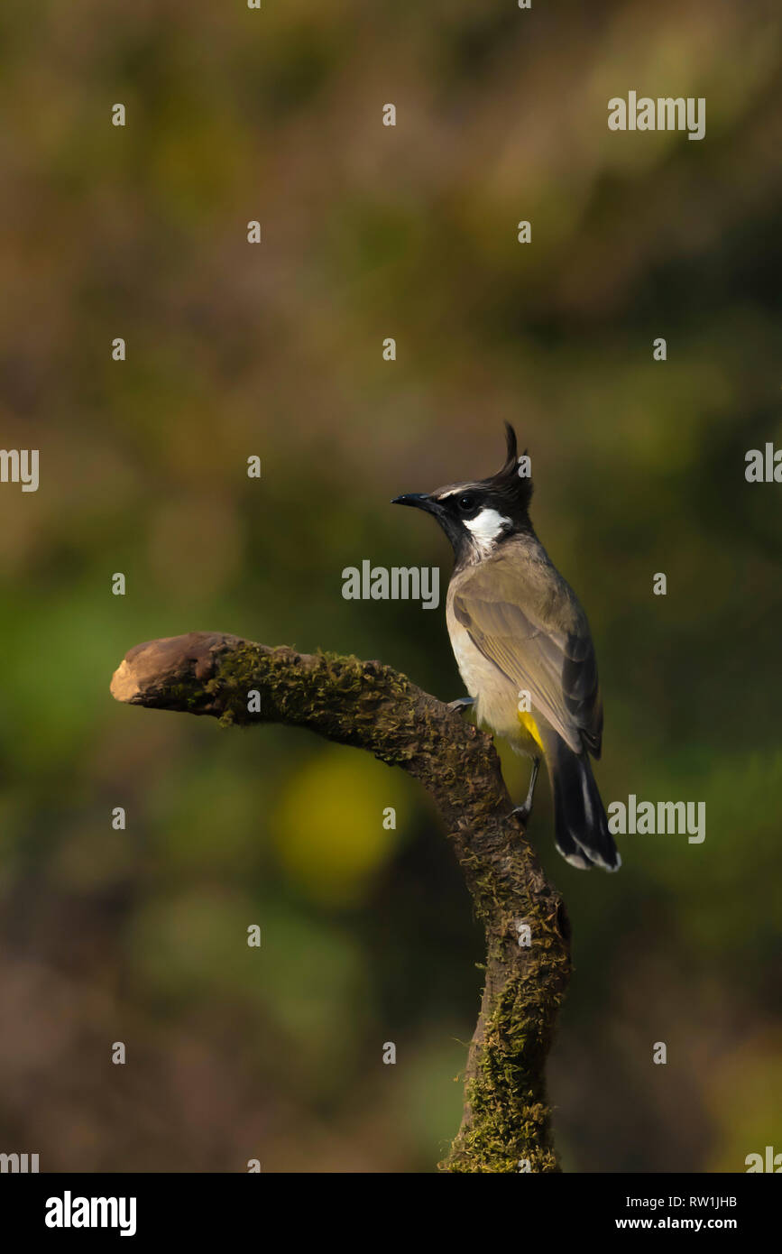 Black bulbul hypsipetes leucocephalus hi-res stock photography and ...