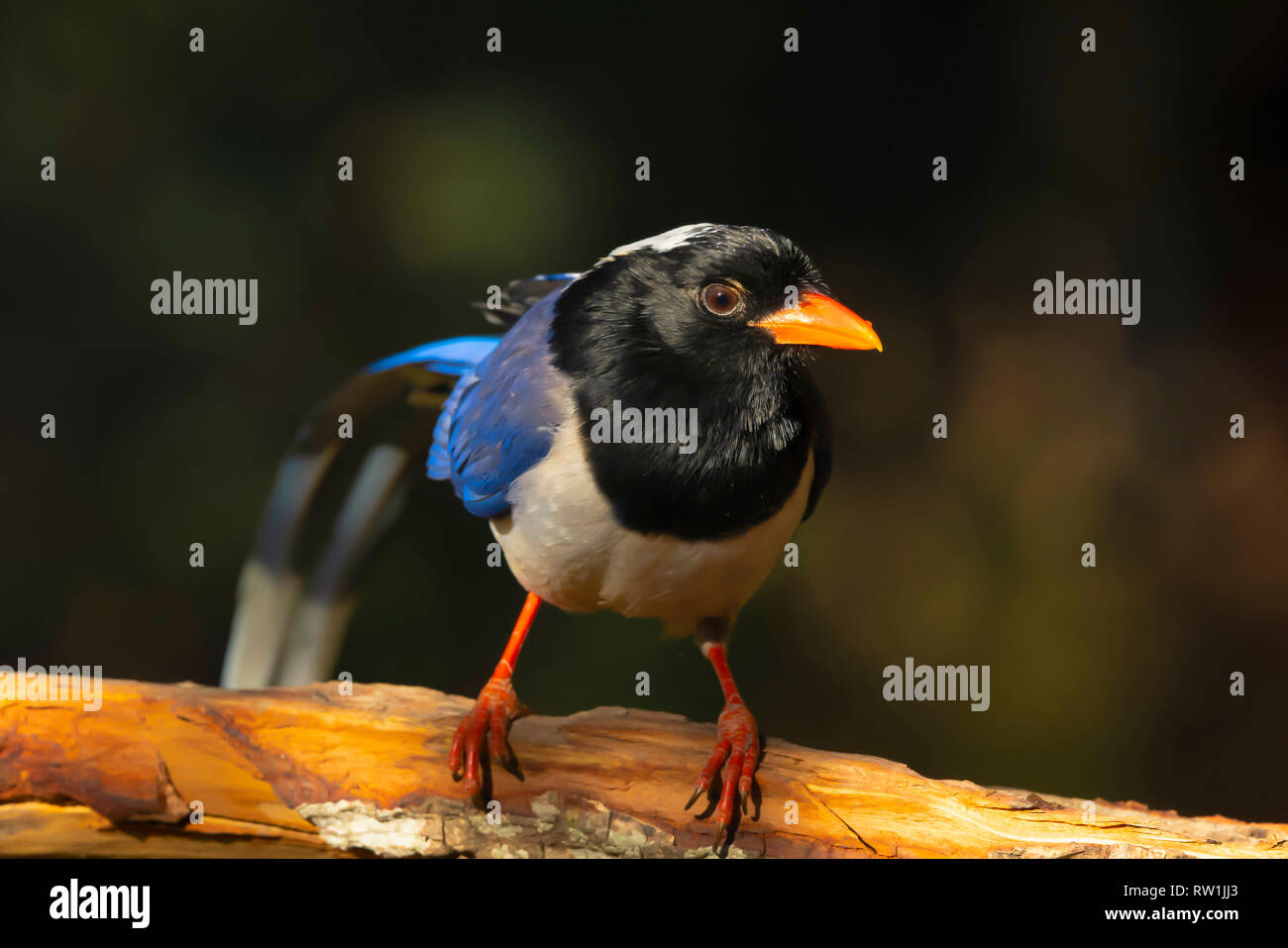 Red billed blue magpie, Urocissa erythroryncha, Sattal, Nainital ...